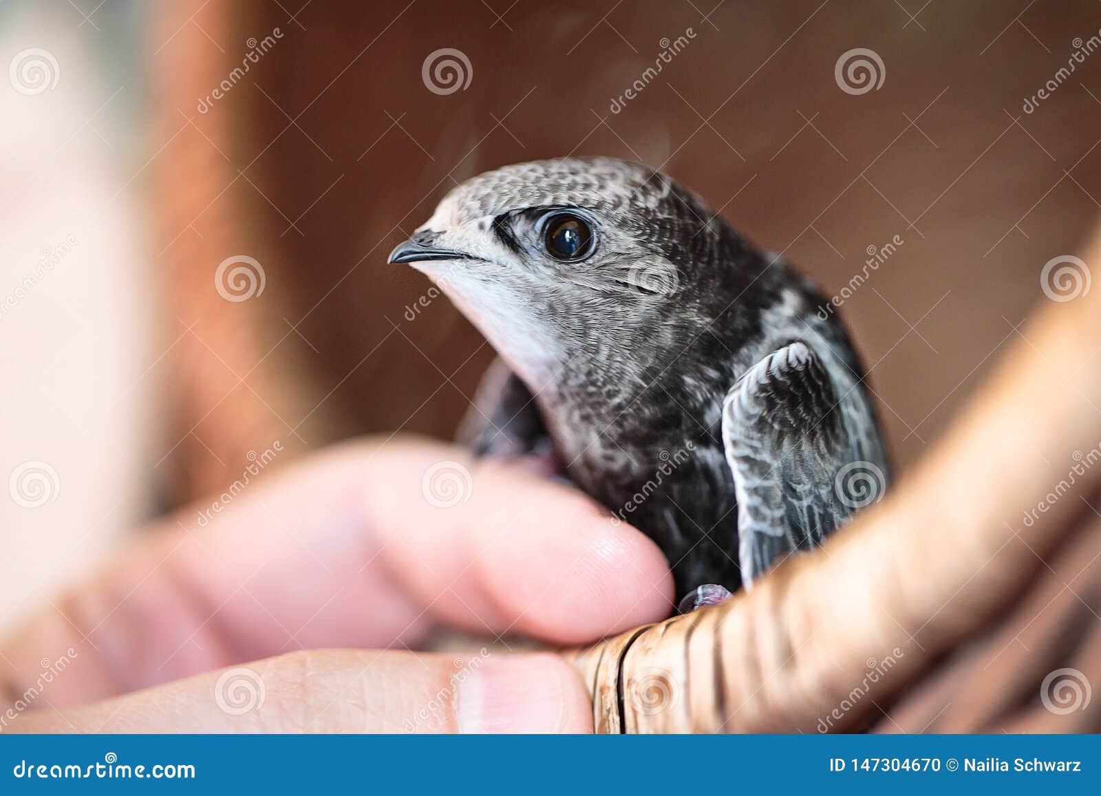 Hand Raised Young Swifts stock photo. Image of fledgling - 147304670