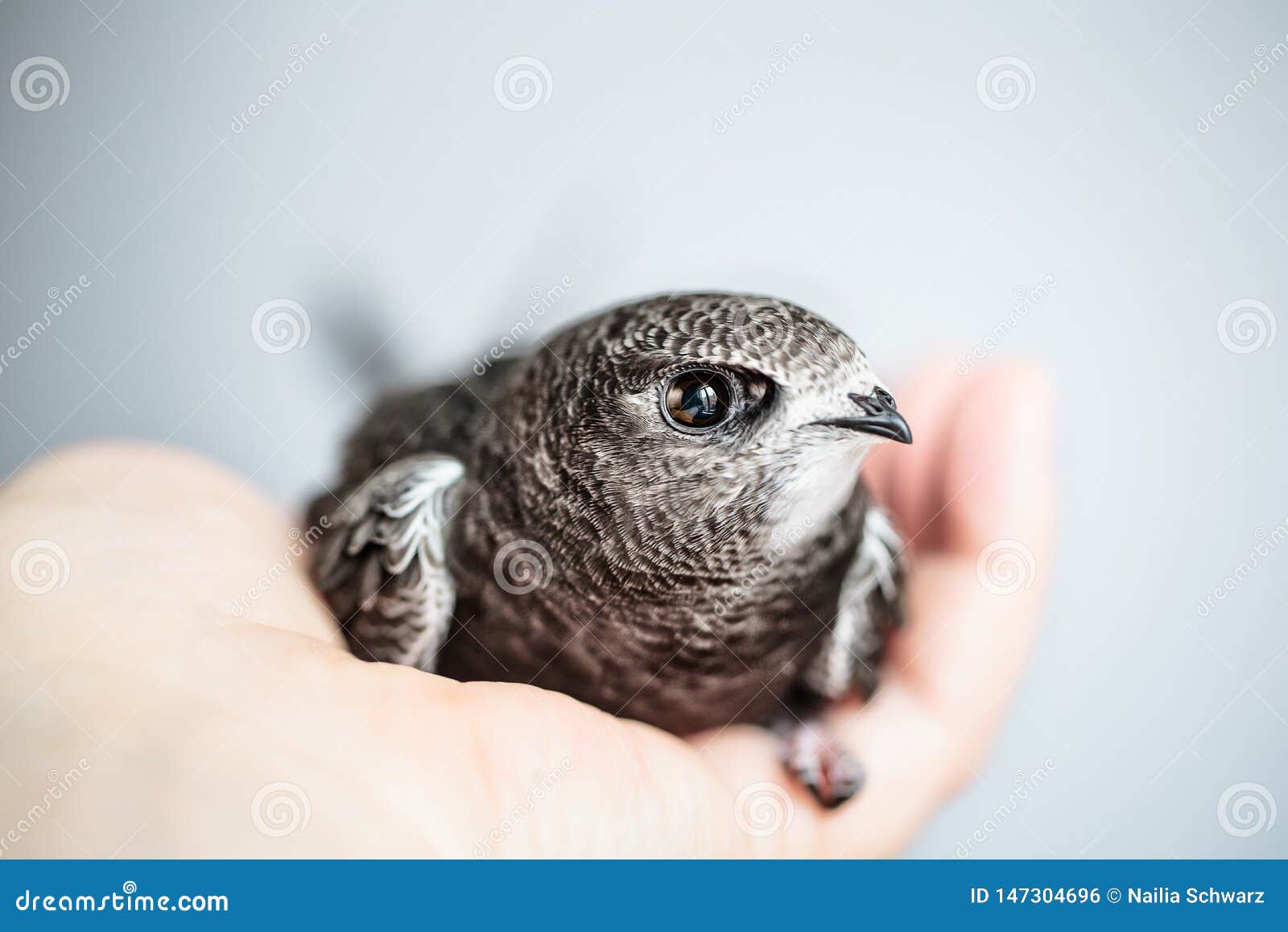 Hand Raised Young Swifts stock photo. Image of fledgling - 147304696