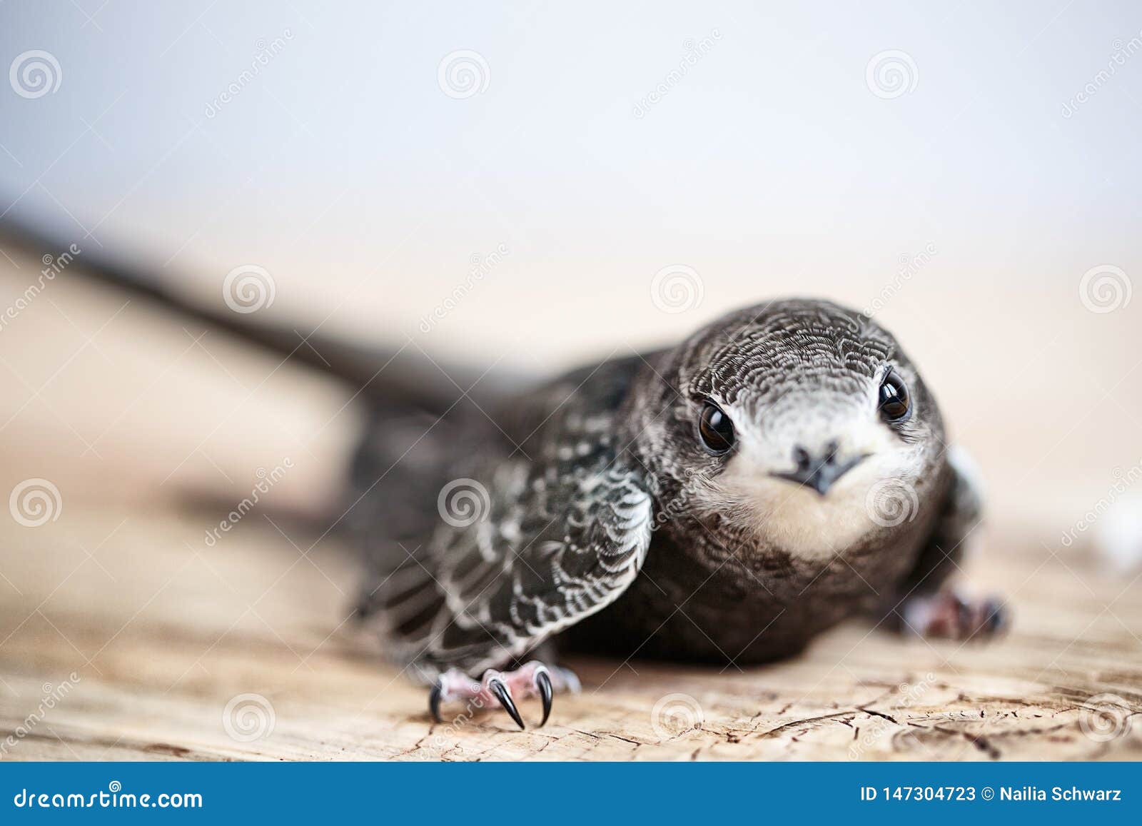 Hand Raised Young Swifts stock image. Image of nestling - 147304723