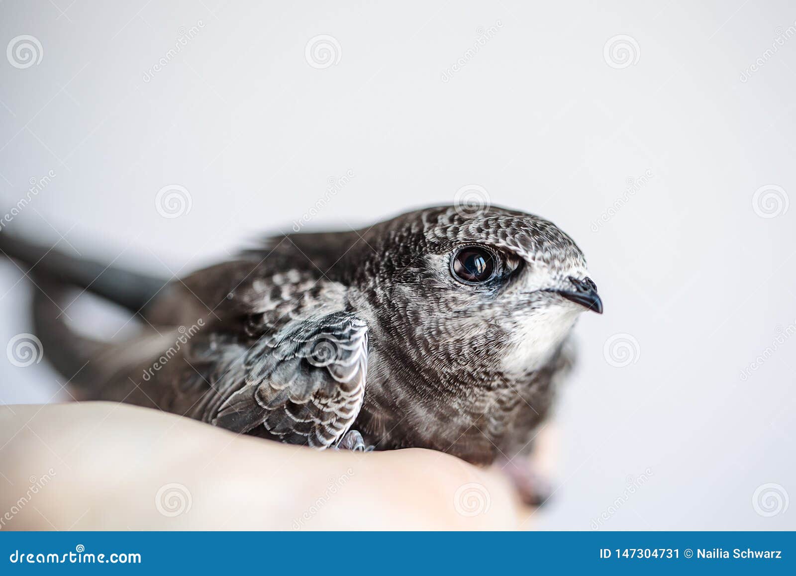 Hand Raised Young Swifts stock image. Image of flight - 147304731