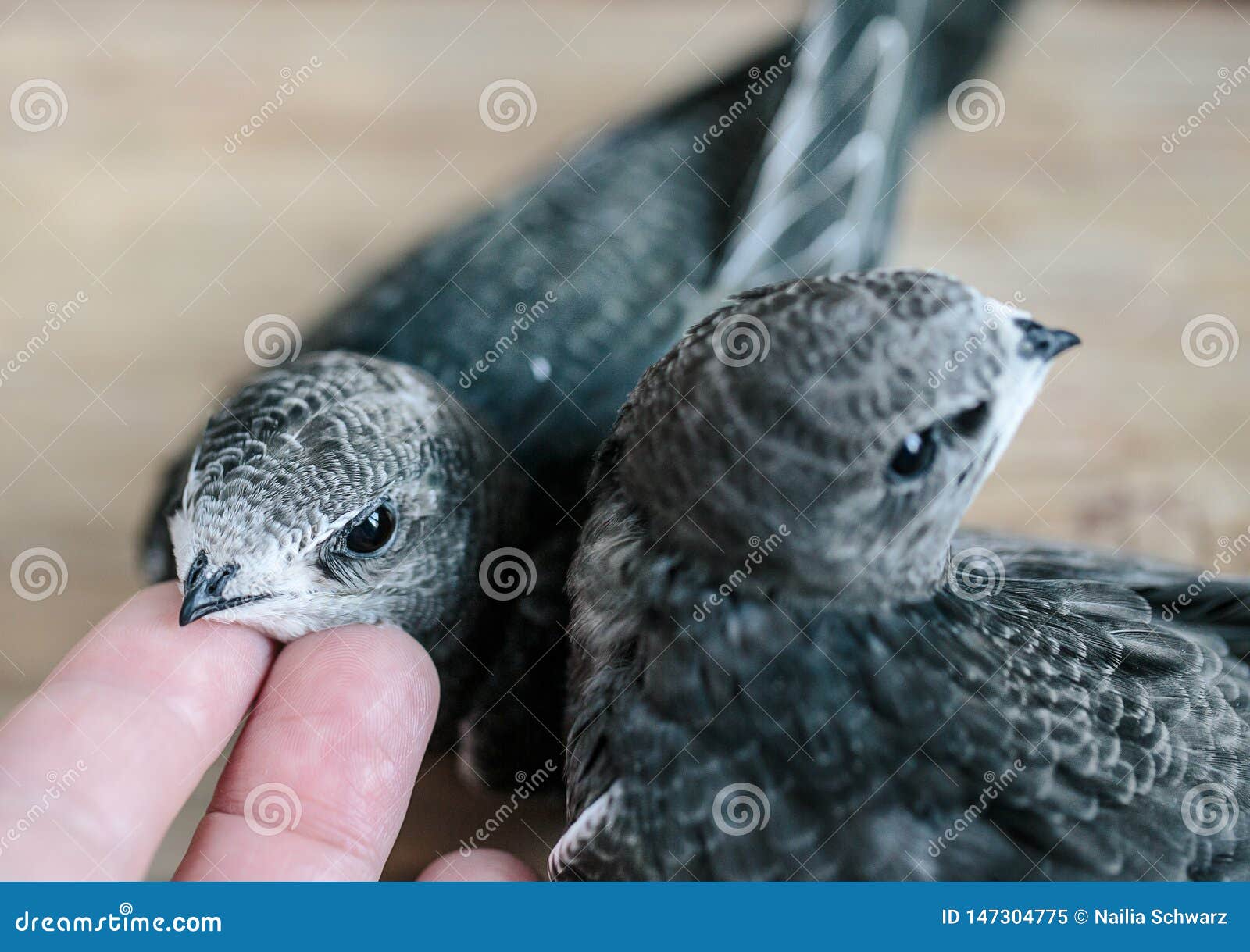 Hand Raised Young Swifts stock image. Image of fledgling - 147304775