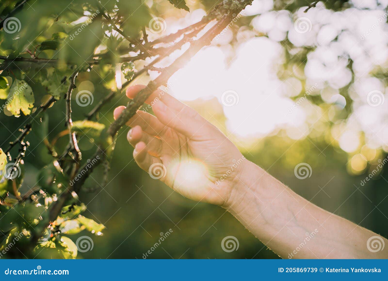 The Hand Reaches for the Branches of the Tree. Stock Image - Image of ...
