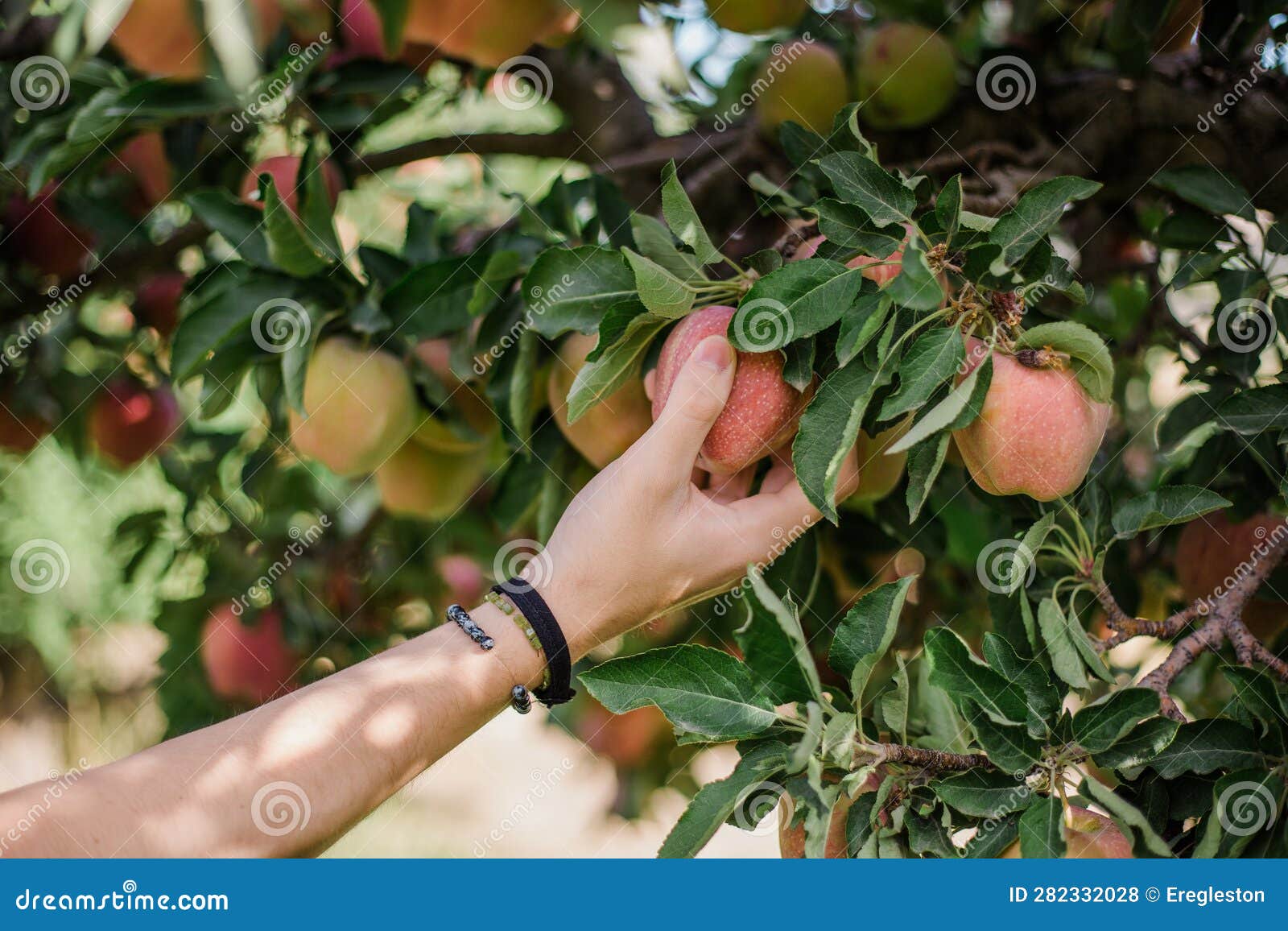 Hand Picking Apples at an Orchard in the Summer Stock Photo - Image of ...
