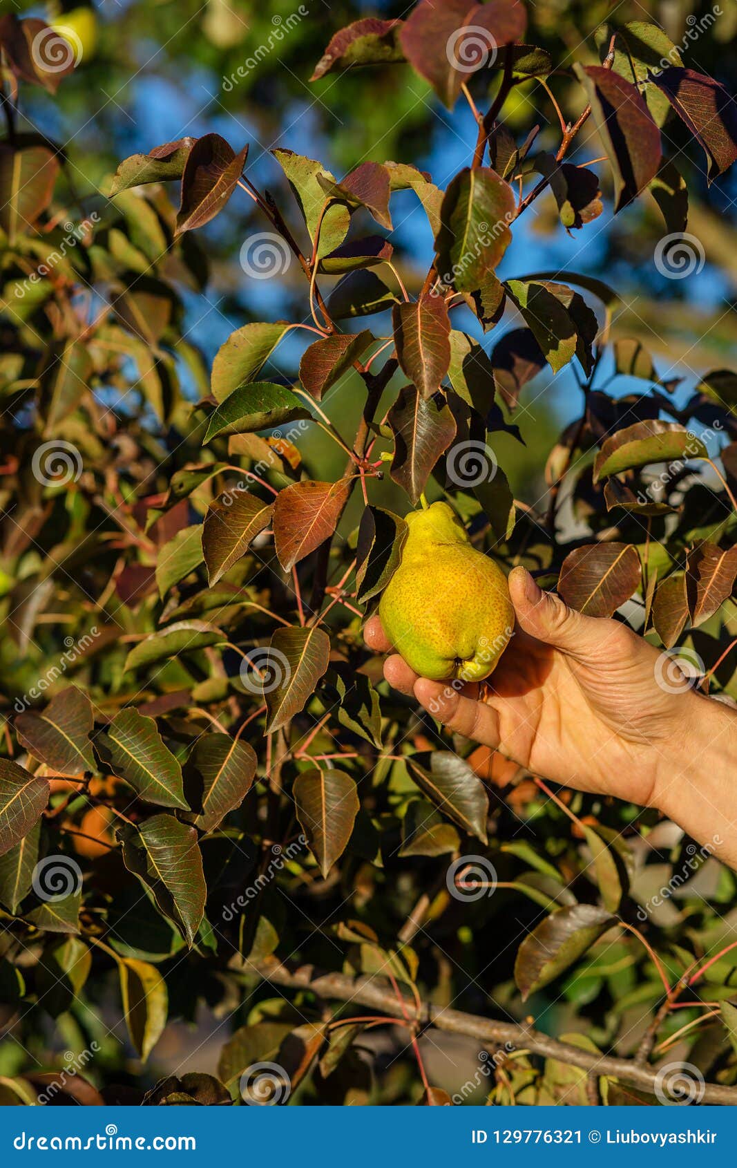 Hand Reaching for a Pear in a Tree. Harvest Stock Image - Image of ...