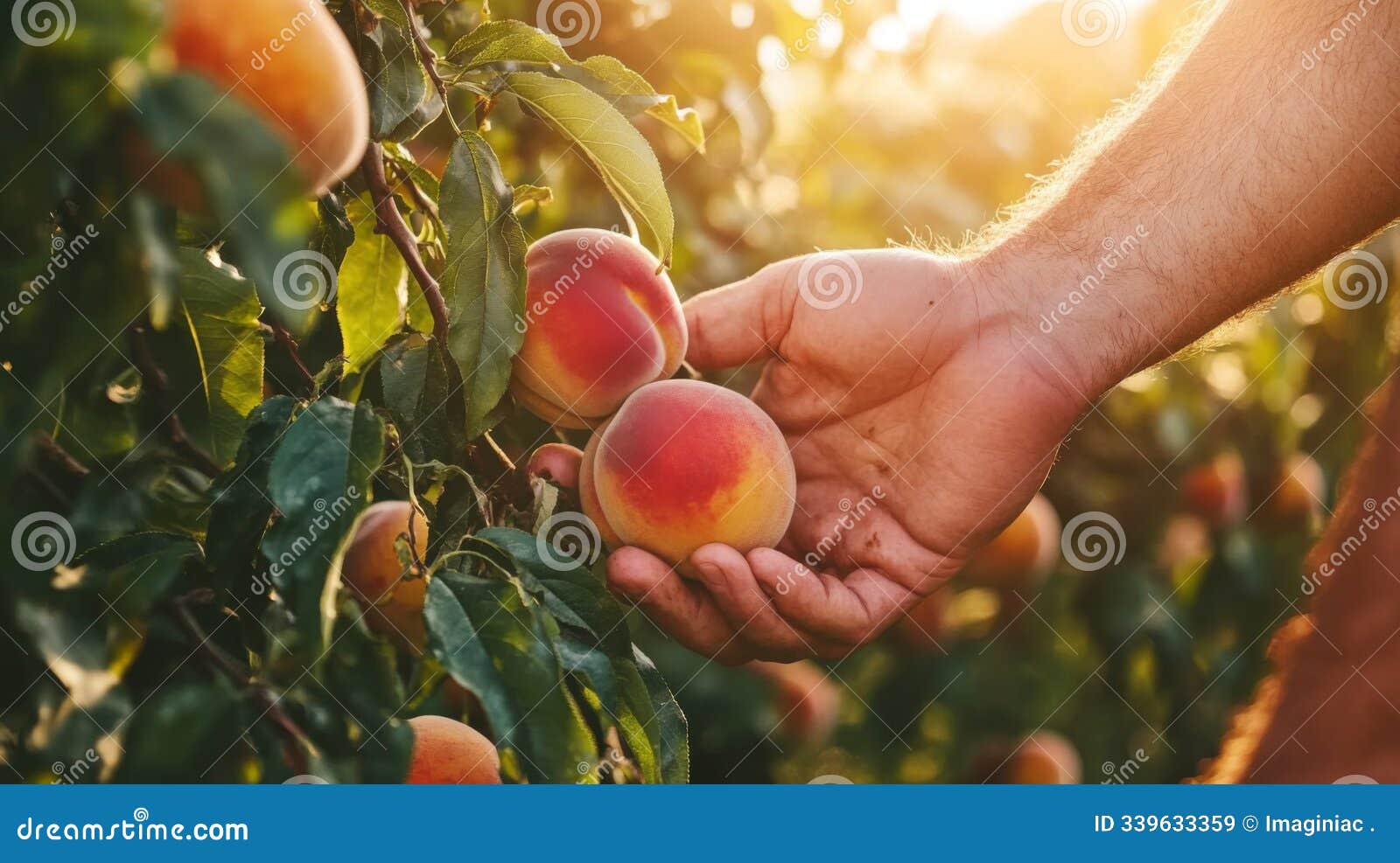 A Hand Reaching for Ripe Peaches on a Branch Stock Illustration ...