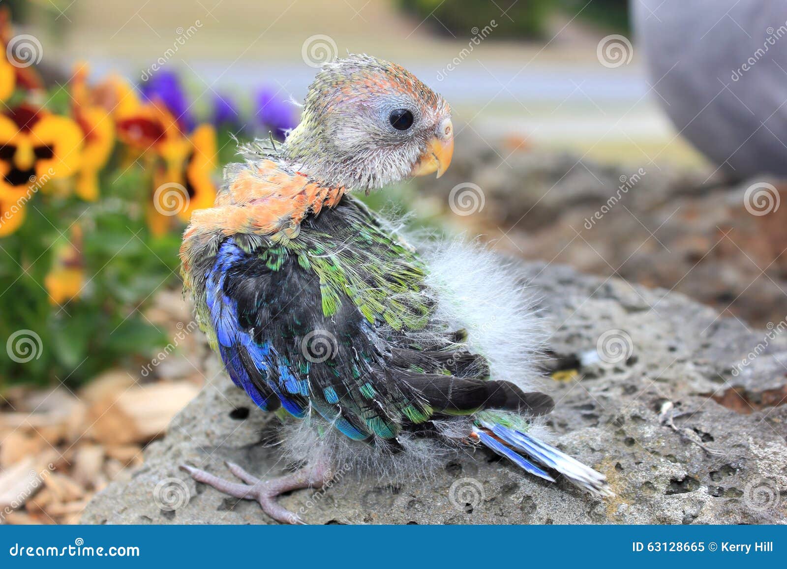 Eastern Rosella Baby