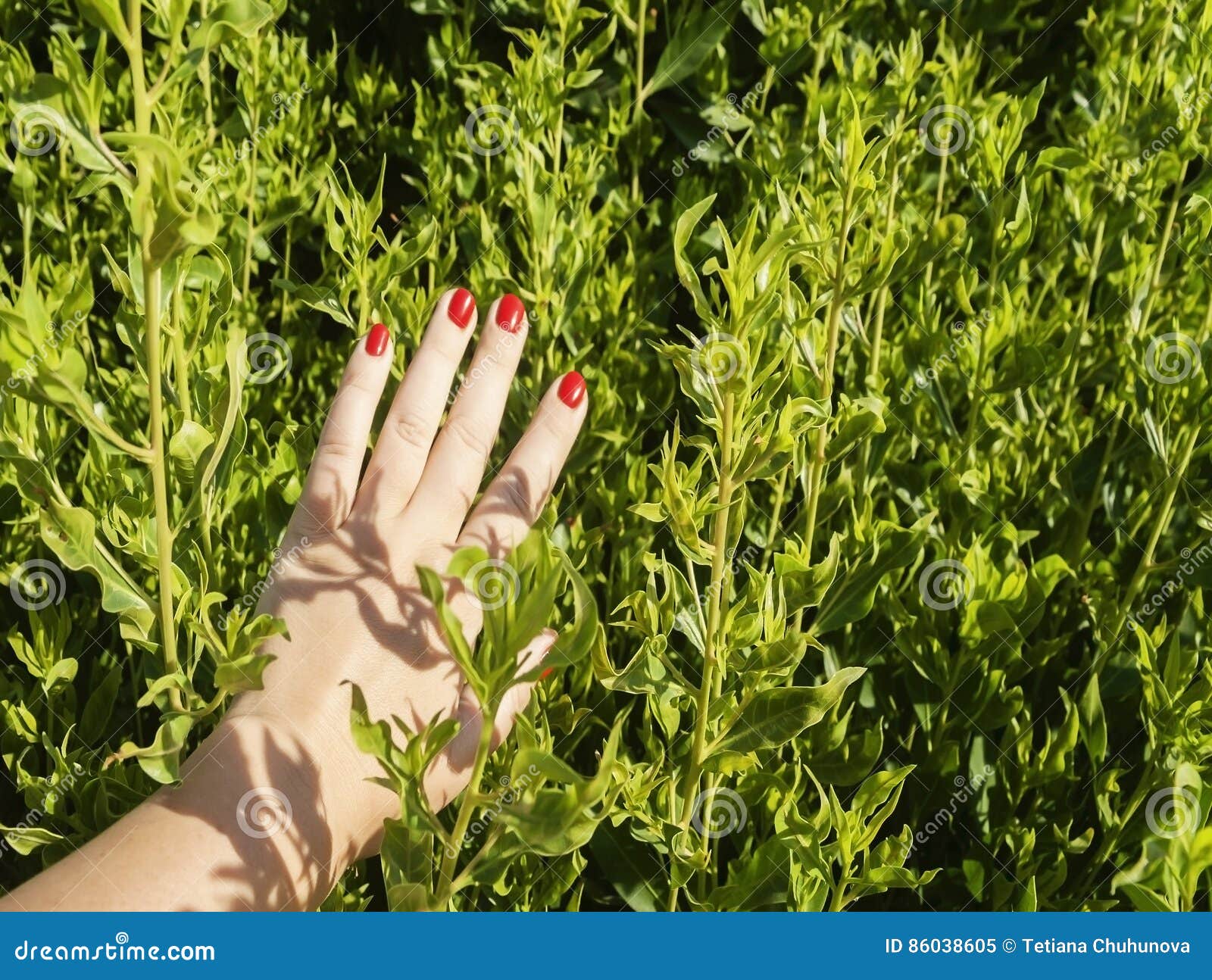 Hand with Red Nails Lying on the Leaves of a Bush Stock Image - Image ...