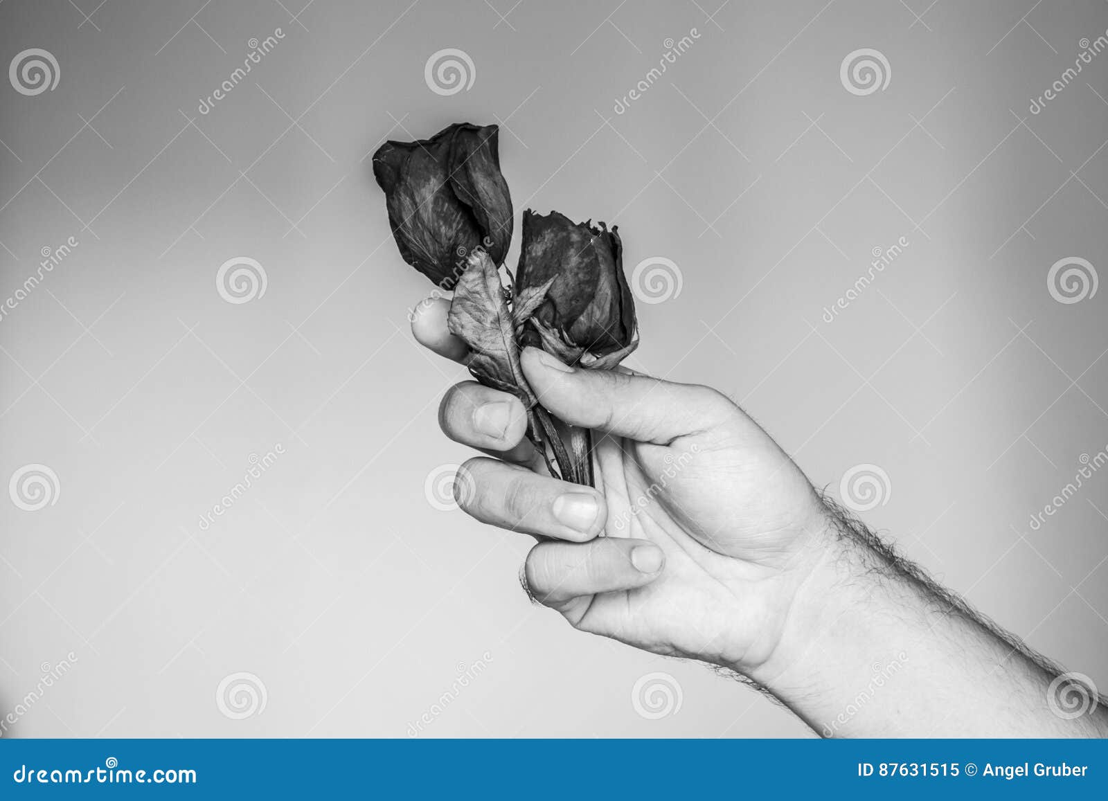 A Hand With A Red Rose Royalty-Free Stock Photo | CartoonDealer.com ...