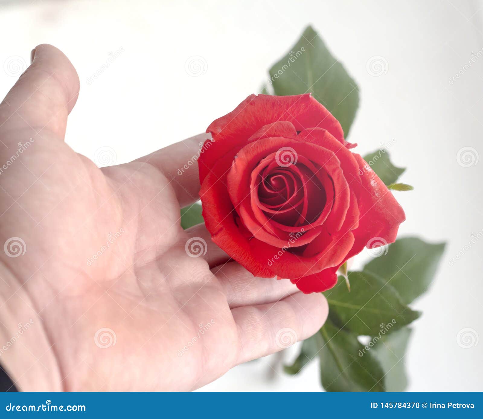 Hand with Red Rose , on White Background in Soft Light Stock Photo ...