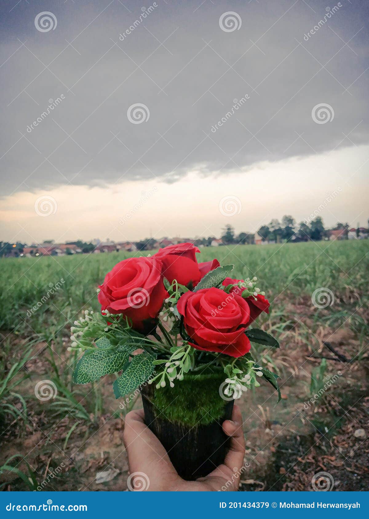 Hand Red Roses stock image. Image of rose, green, flower - 201434379