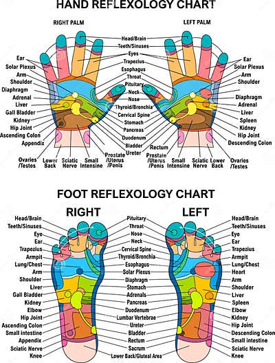 Hand Foot Reflexology Chart, Planter, Dorsal, Medial & Lateral Map ...