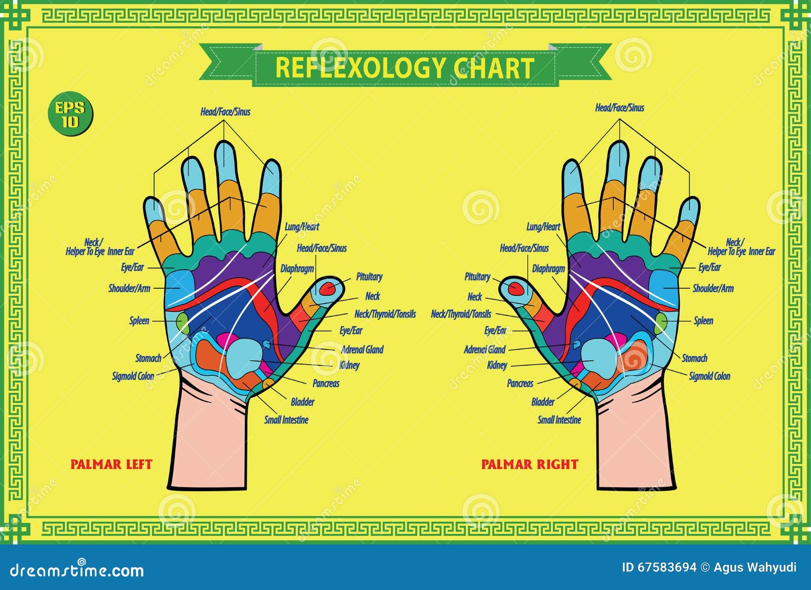 Hand reflexology chart stock illustration. Illustration of lung - 67583694