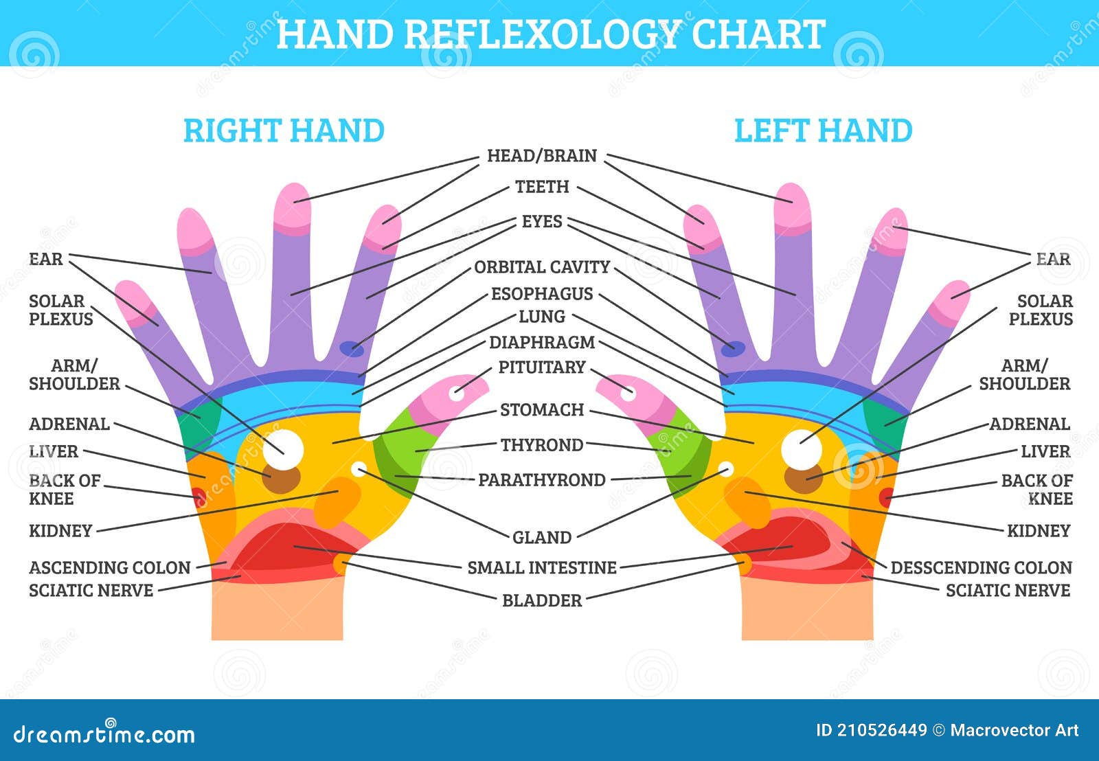 Hand Reflexology Chart stock vector. Illustration of healthy - 210526449 Hand Reflexology Chart stock vector. Illustration of healthy - 210526449