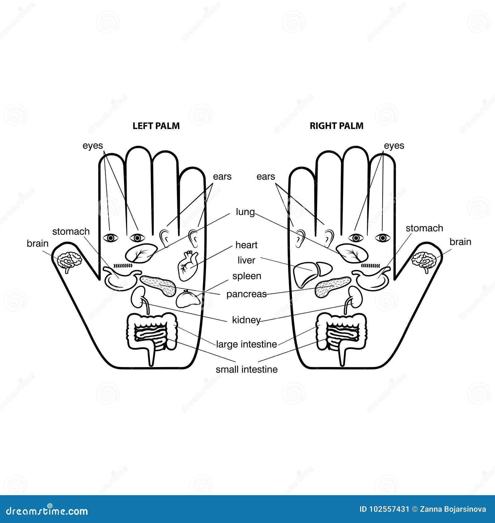 Hand Reflexology Chart Description Outline Cartoon Vector ... Hand Reflexology Chart Description Outline Cartoon Vector ...