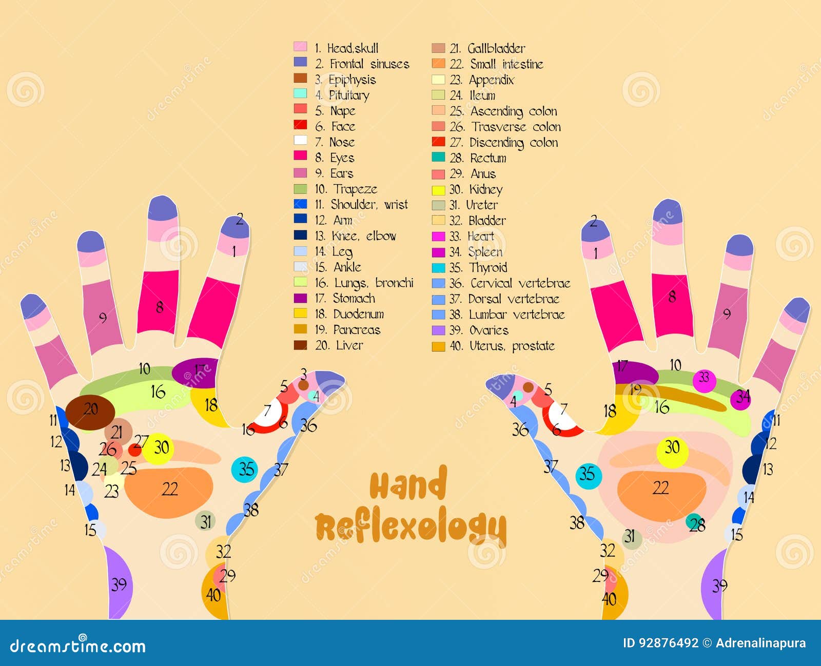 Hand reflexology diagram stock illustration. Illustration of hand ...