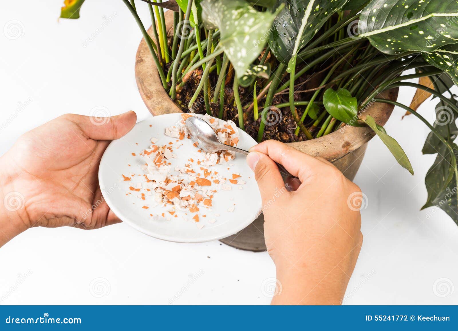 Hand Releasing Crushed Egg Shell Onto Soil As Natural Fertilizer Stock ...