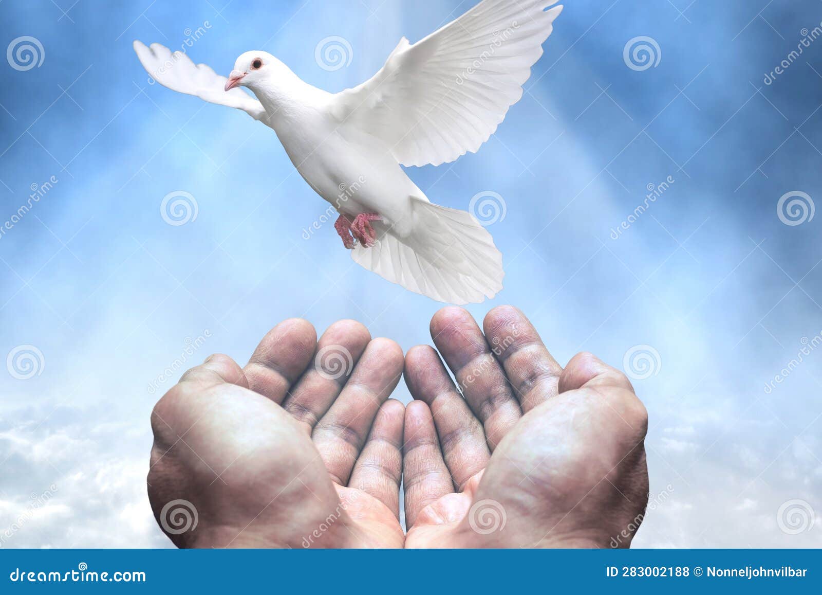 Hand releasing a dove stock photo. Image of religious - 283002188