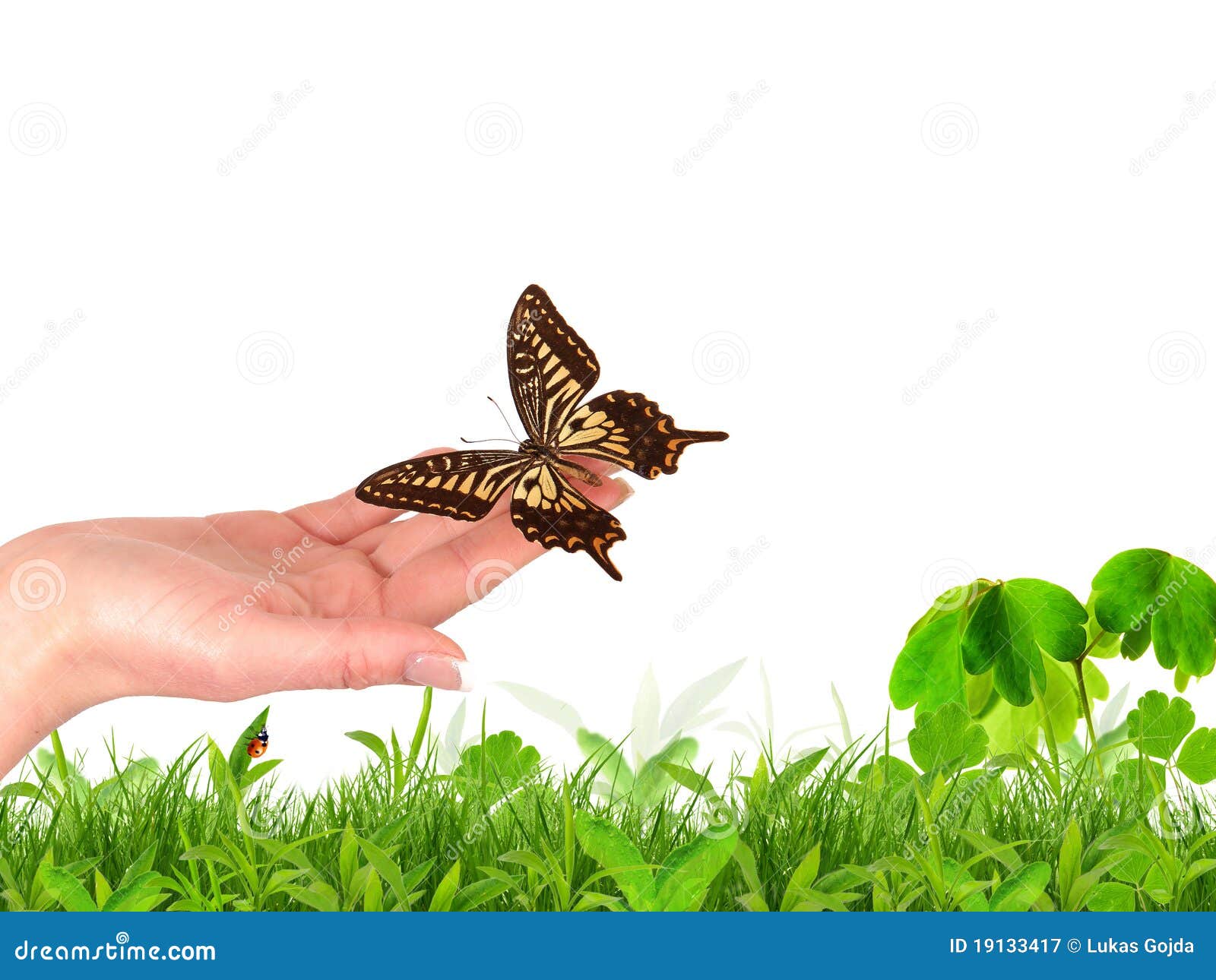 Hand Releasing Exotic Butterfly Stock Image - Image of isolated, wings ...
