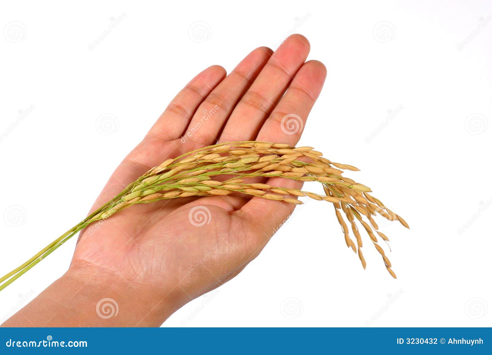 Hand and rice branch stock photo. Image of hand, food - 3230432