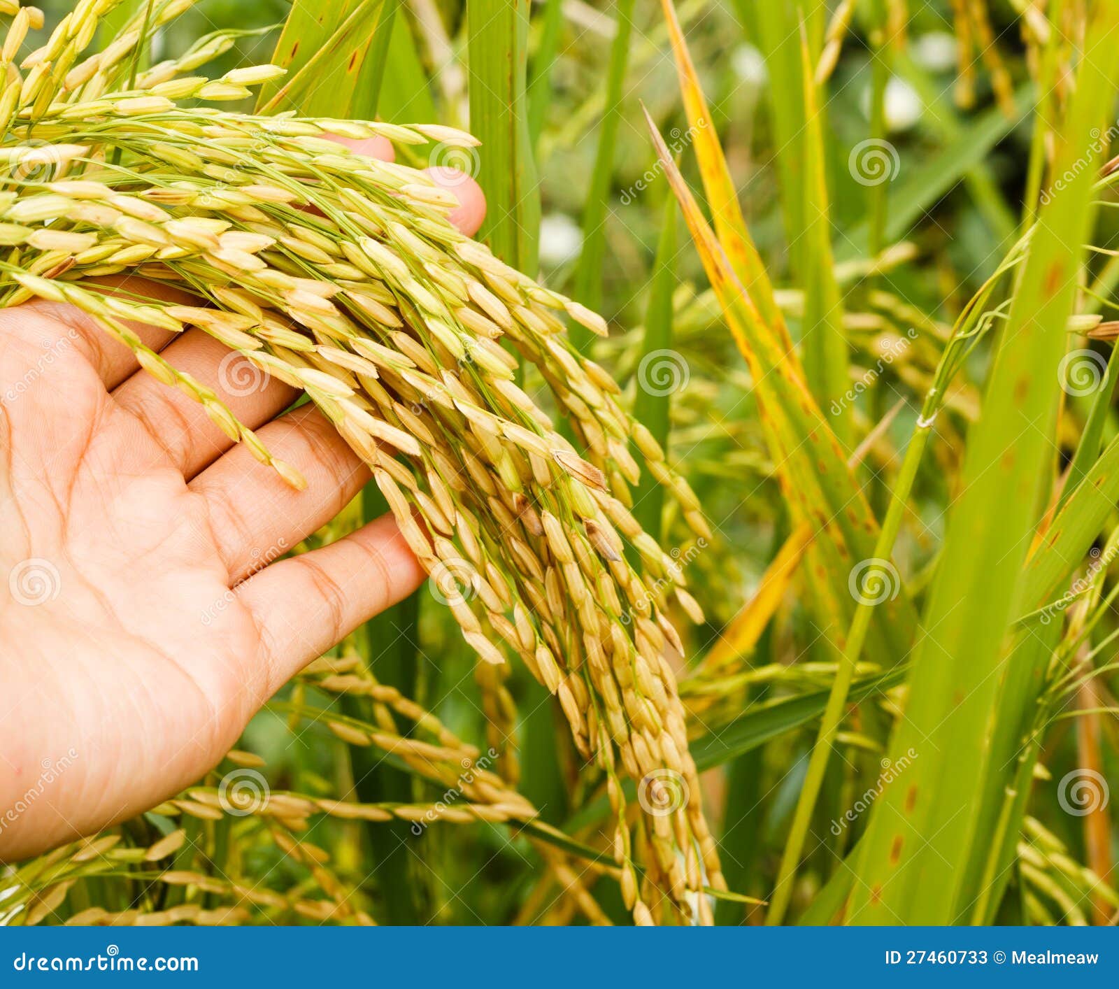 Hand with rice field stock image. Image of asia, green - 27460733