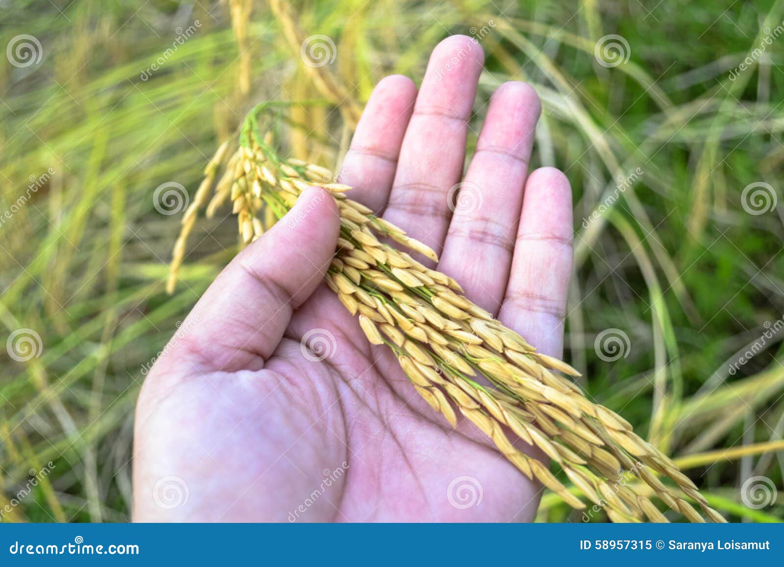 Hand with rice field stock image. Image of background - 58957315