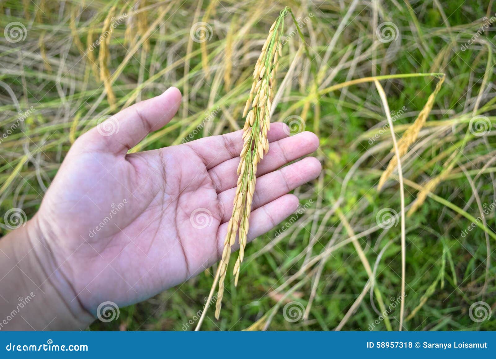 Hand with rice field stock photo. Image of crop, nature - 58957318