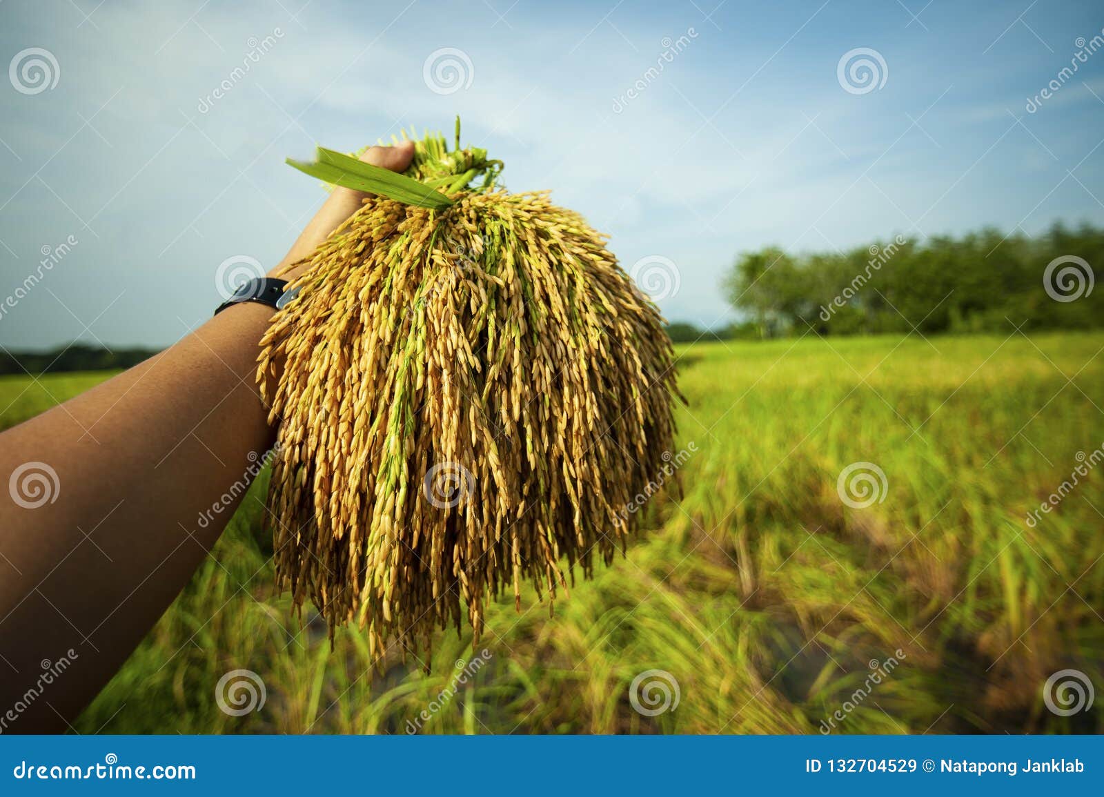 Hand rice and field stock image. Image of rice, asian - 132704529
