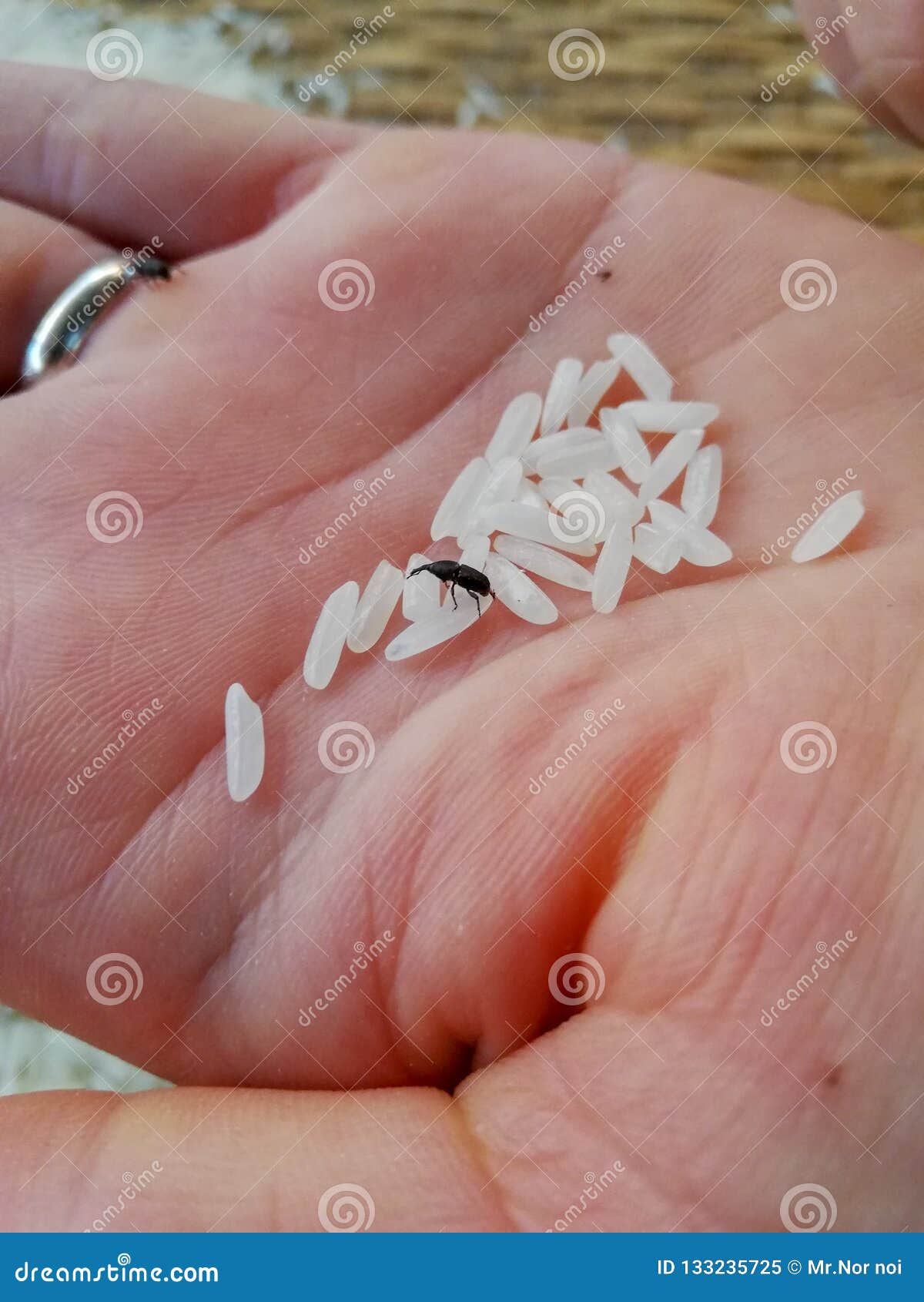 A hand in the rice stock image. Image of rice, hand - 133235725