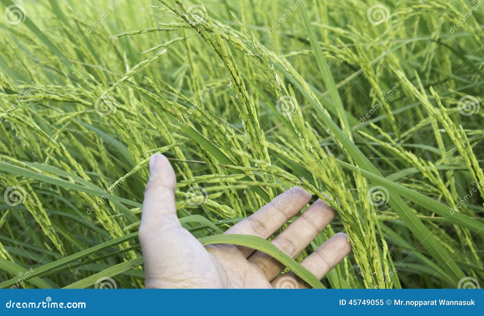 Hand and Rice stock image. Image of plants, rice, nature - 45749055