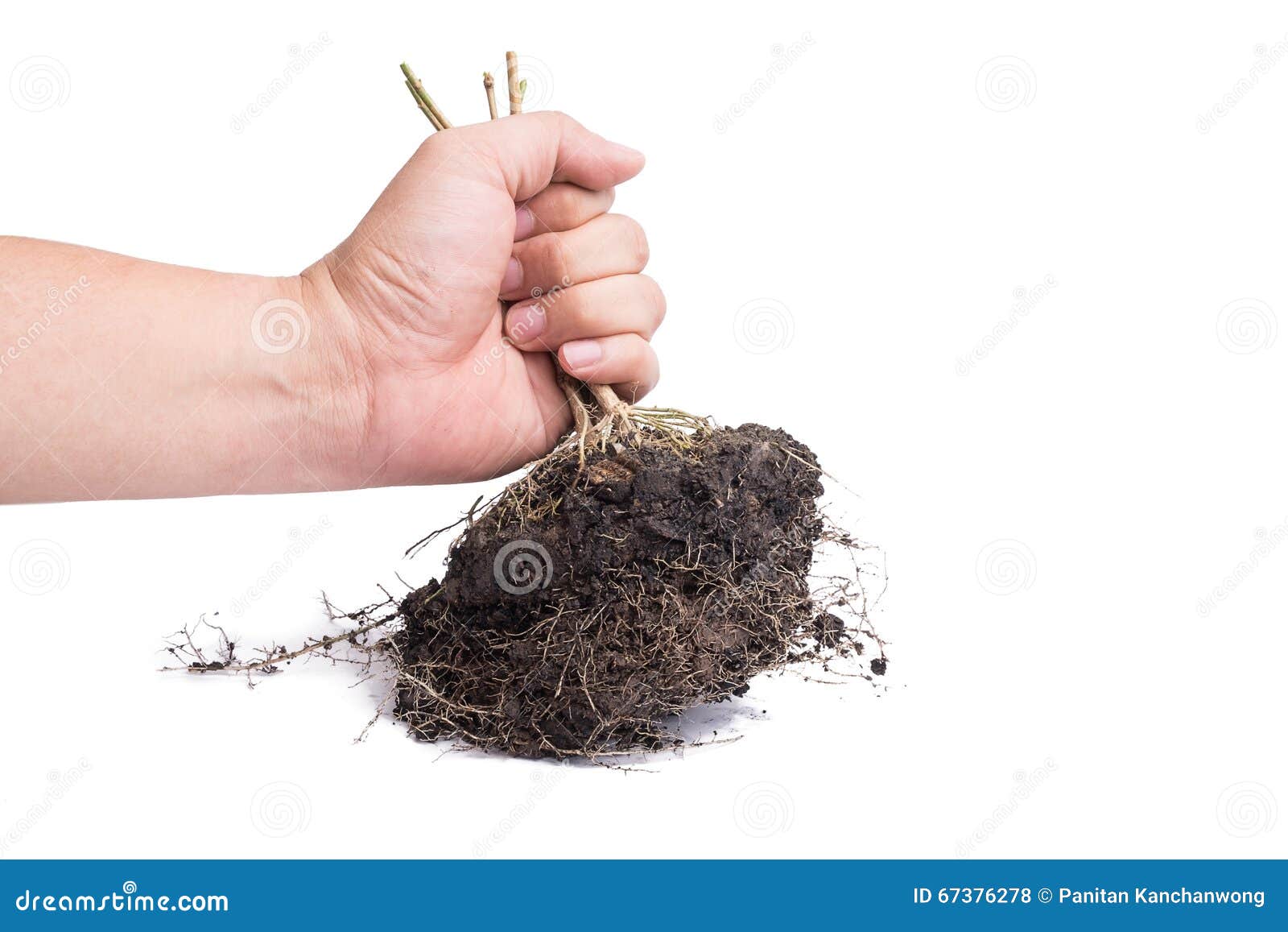 Hand and Root Plant with Soil Stock Photo - Image of underground ...