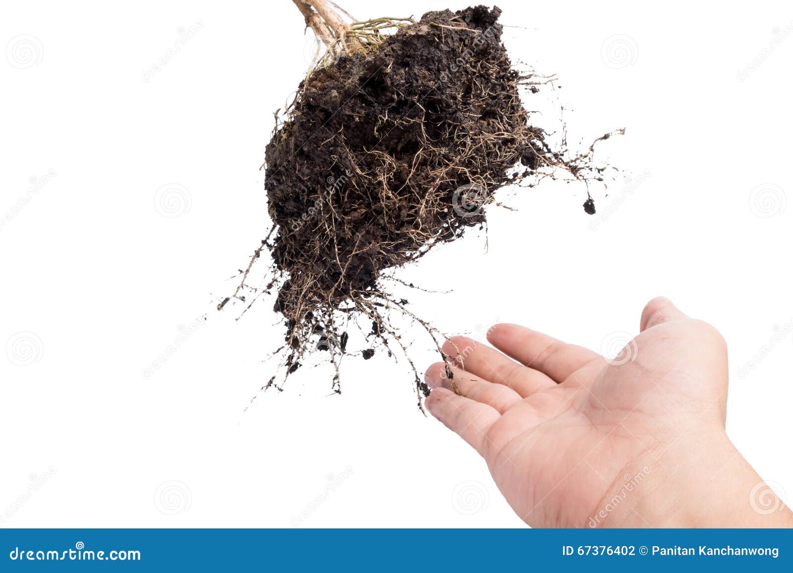 10,838 Hand Root Plant Photos - Free & Royalty-Free Stock Photos from ...