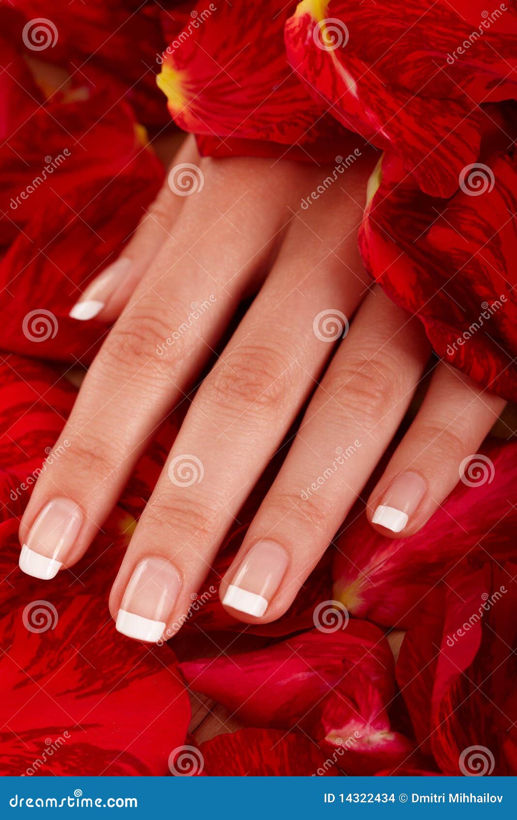 Hand and rose stock photo. Image of polished, cuticle - 14322434
