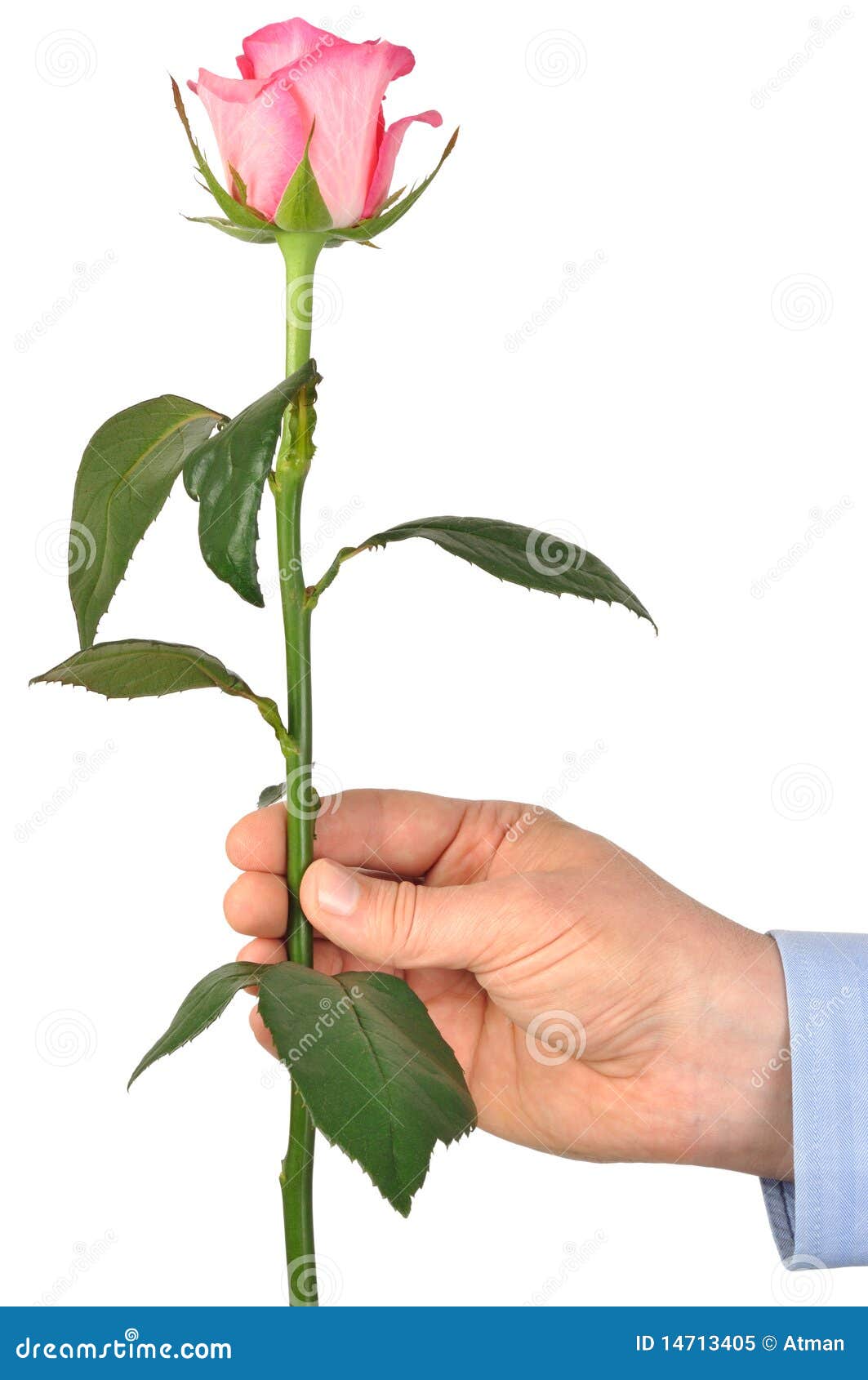 Hand with Rose stock image. Image of isolated, giving - 14713405