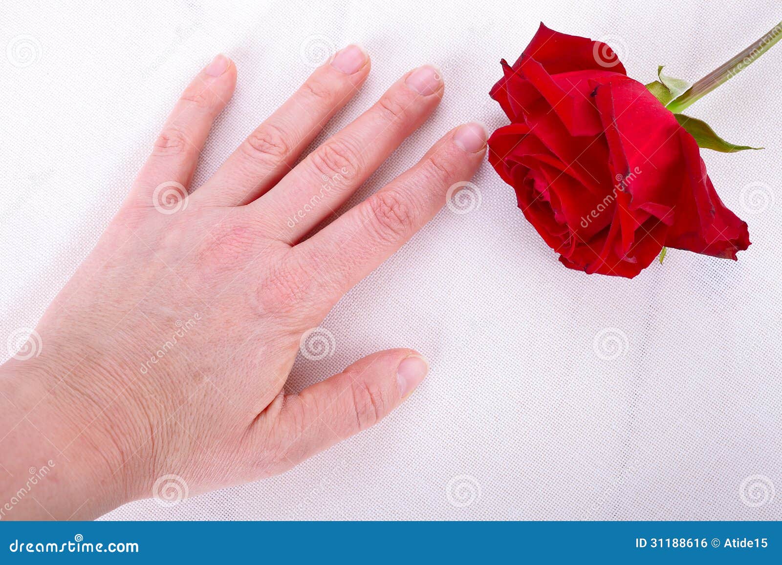 Hand with rose stock photo. Image of celebration, blossom - 31188616