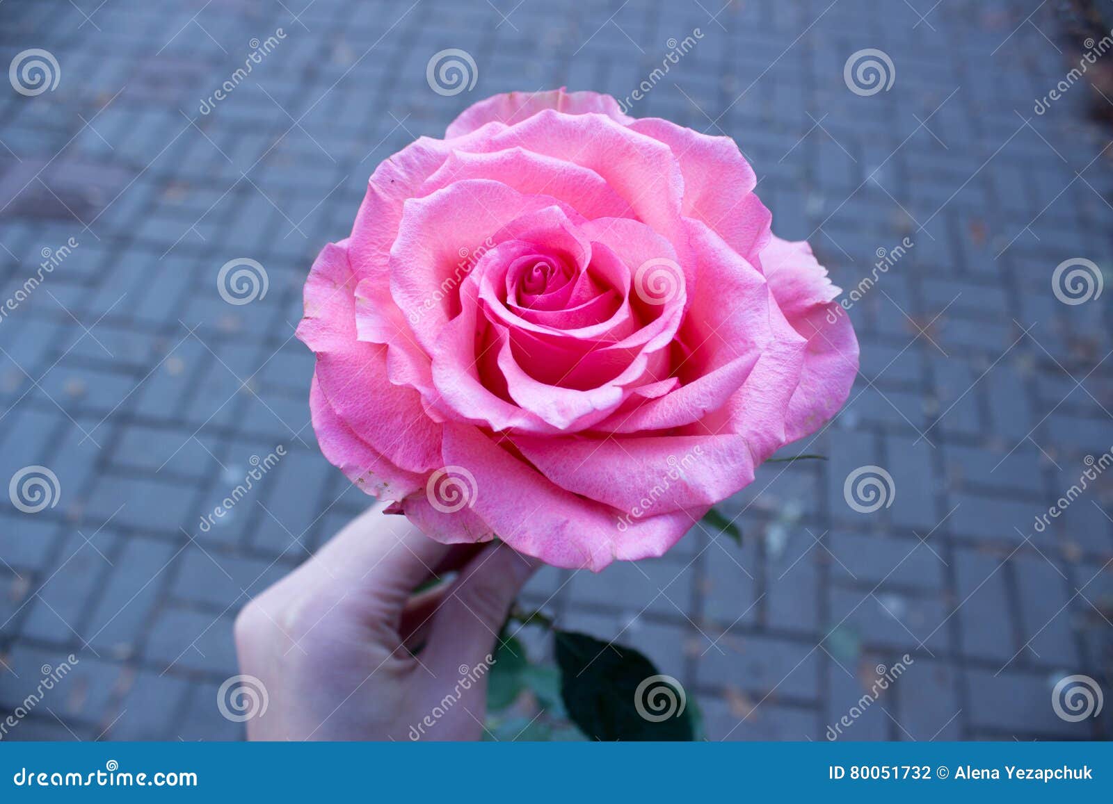 Hand with a rose stock photo. Image of style, floral - 80051732