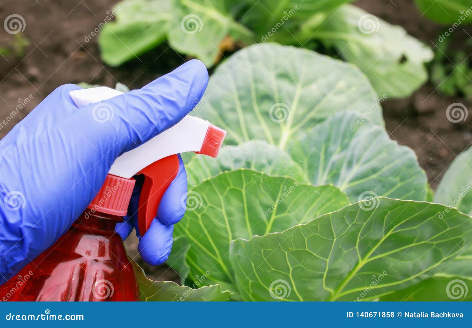 Hand in a Rubber Glove Performs Agricultural Work on the Processing of ...