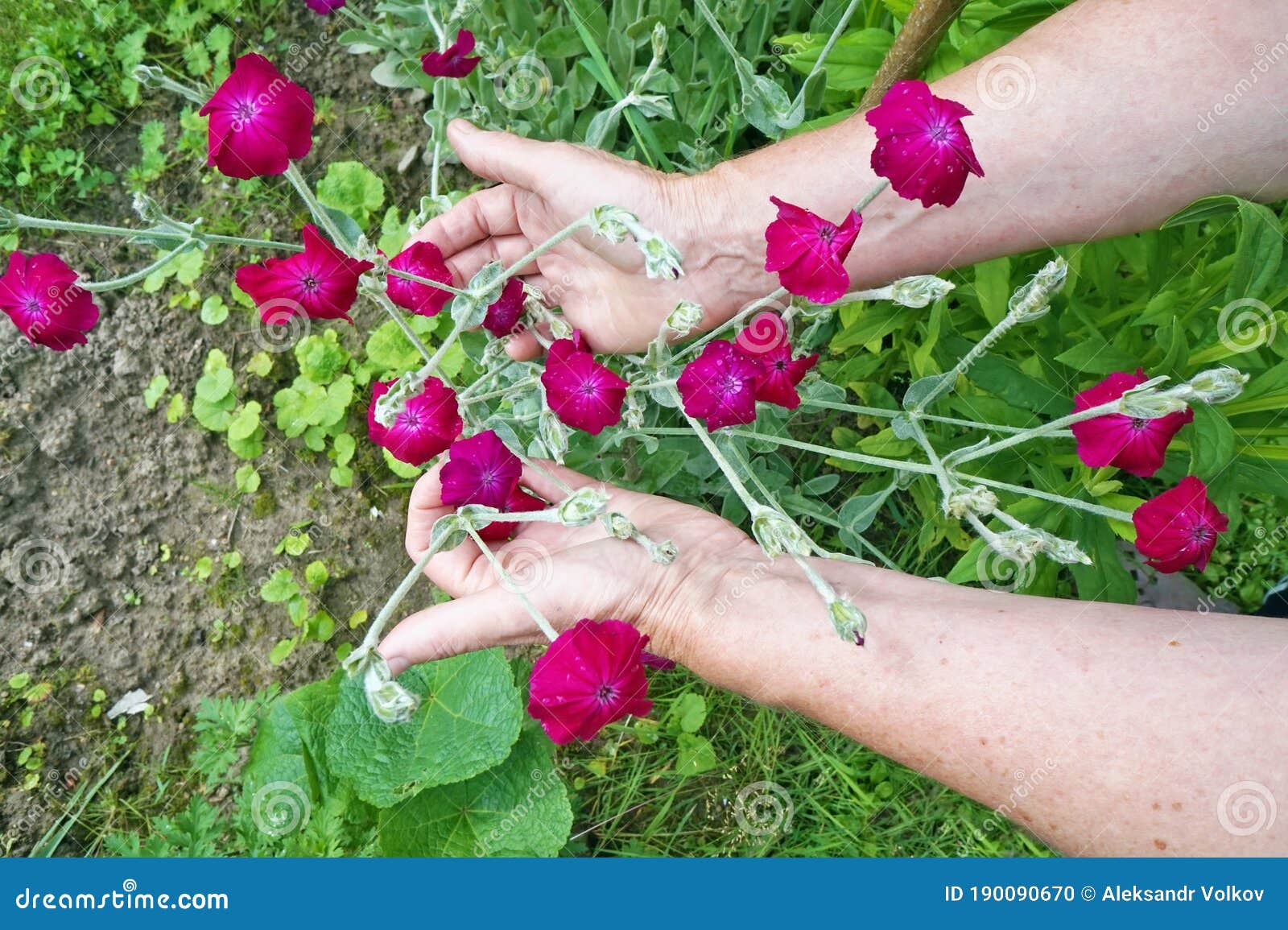 Hand of the Rural Worker Pick Spice Flowers of Garden Carnation for ...