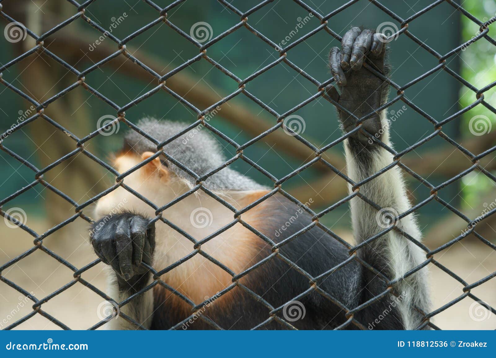 A Hand`s Monkey Hold the Cage Stock Photo - Image of forest, freedom ...