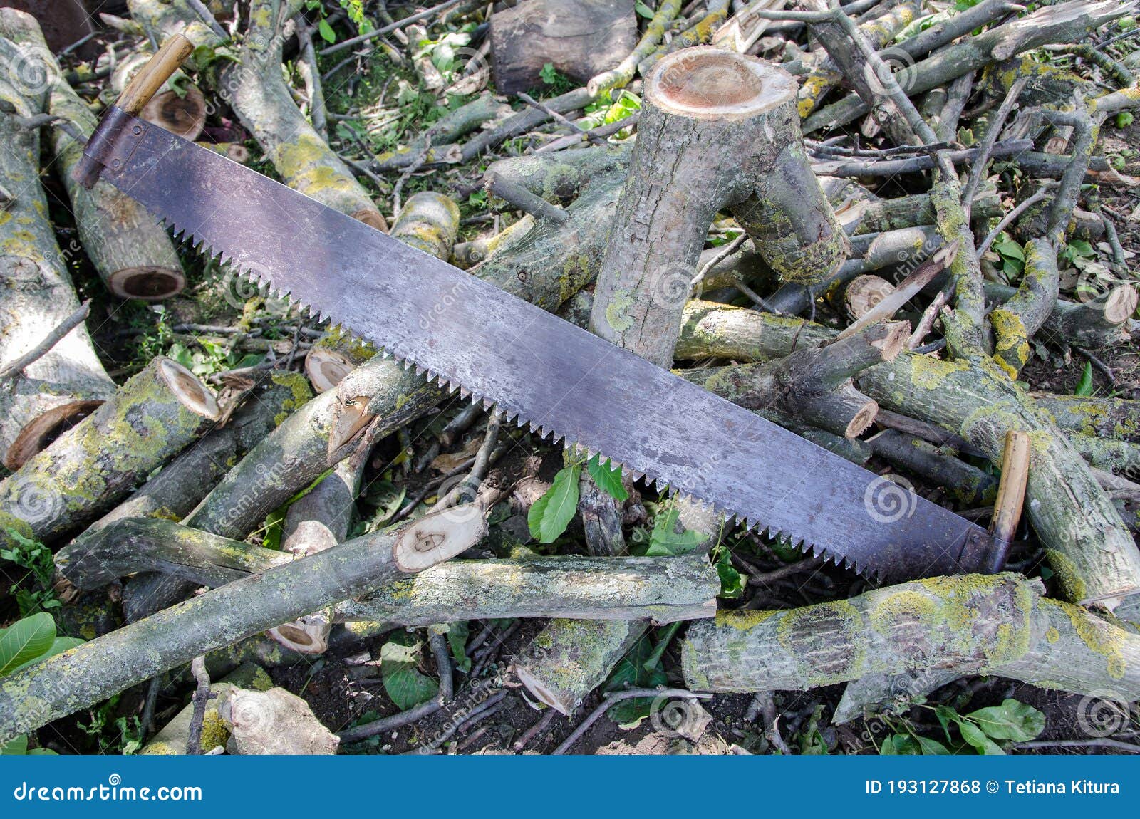 Hand Saw and Tree Branches. Firewood for the Winter. Stock Photo ...