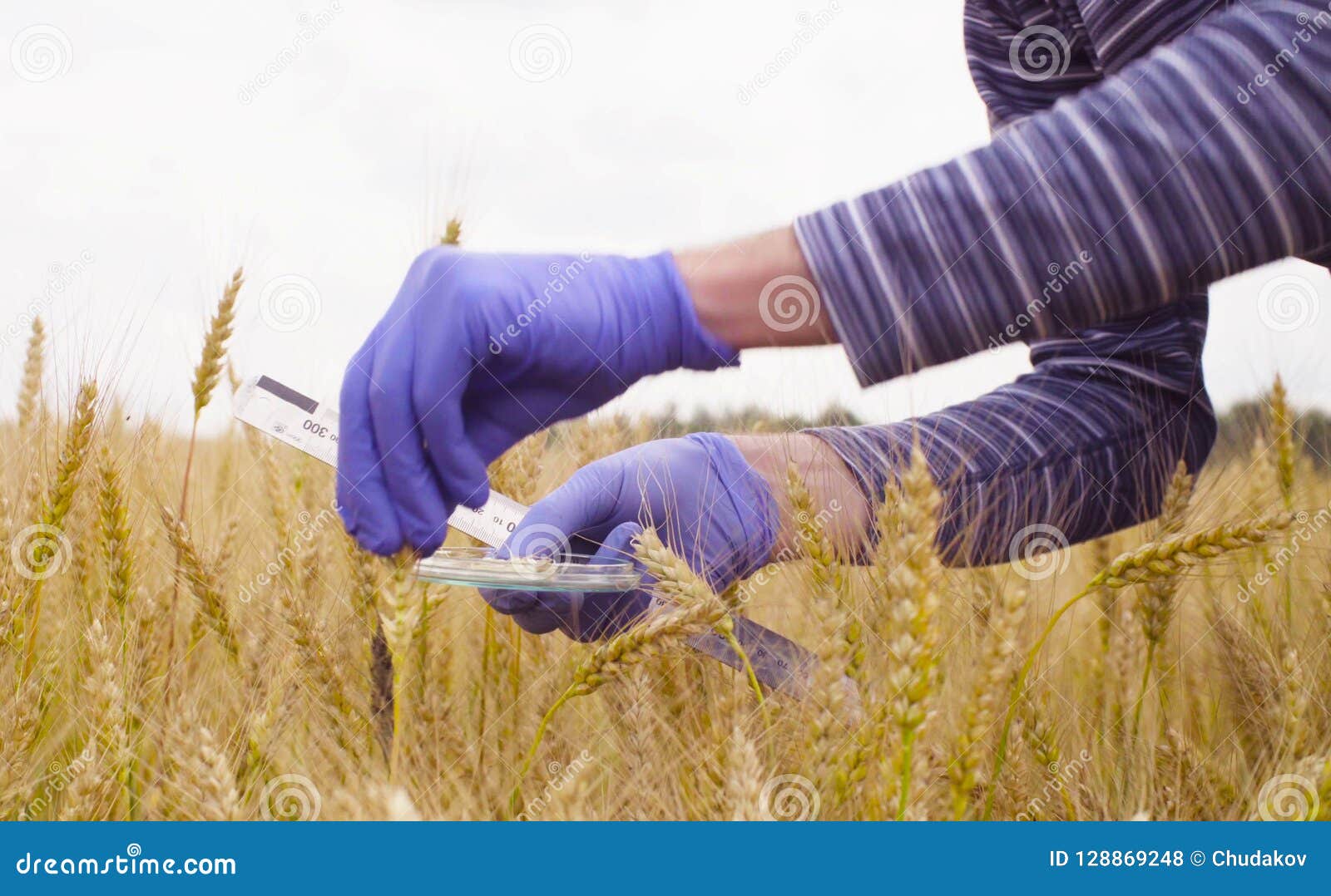 Hand of Scientist Ecologist Taking Samples of Grain Stock Photo - Image ... Hand of Scientist Ecologist Taking Samples of Grain Stock Photo - Image ...