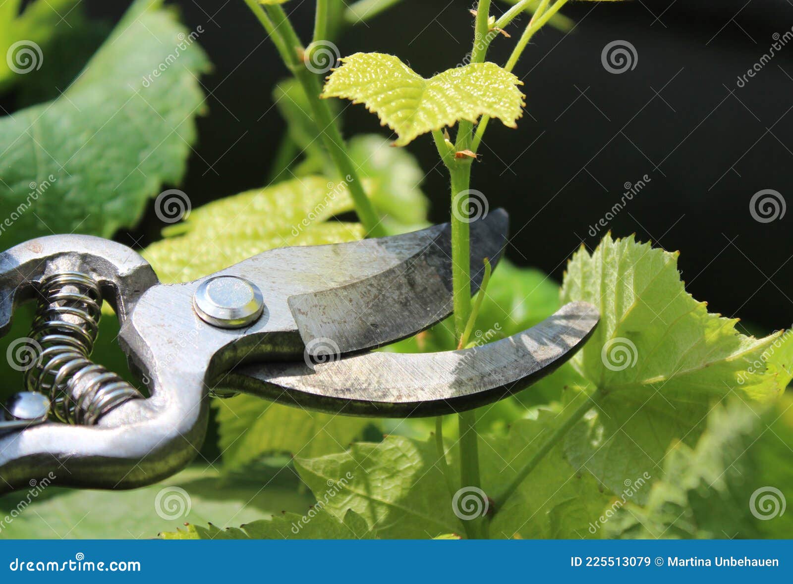 A Hand with Scissors in Front of Grapevine Stock Image - Image of leaf ...