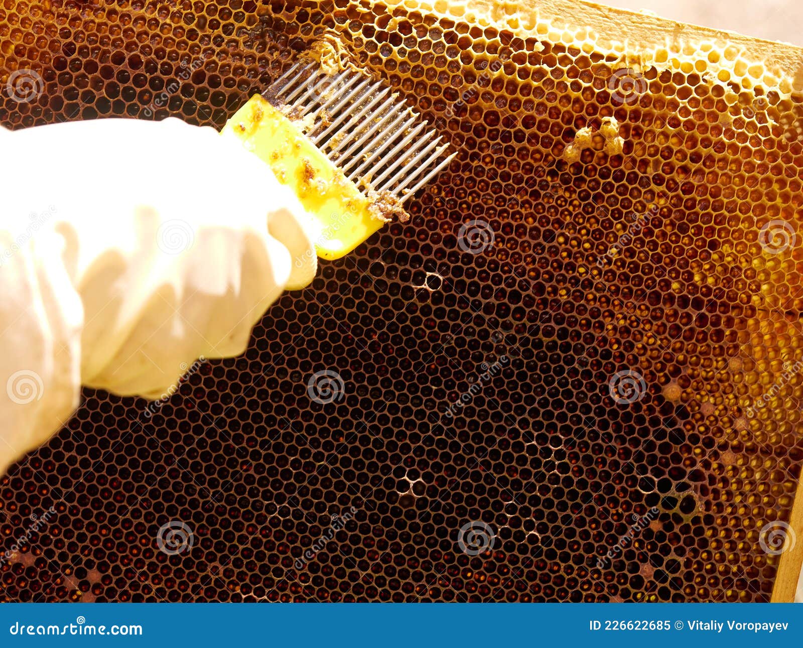 A Hand with a Scraper Extracts Honey from a Honeycomb Stock Image ...