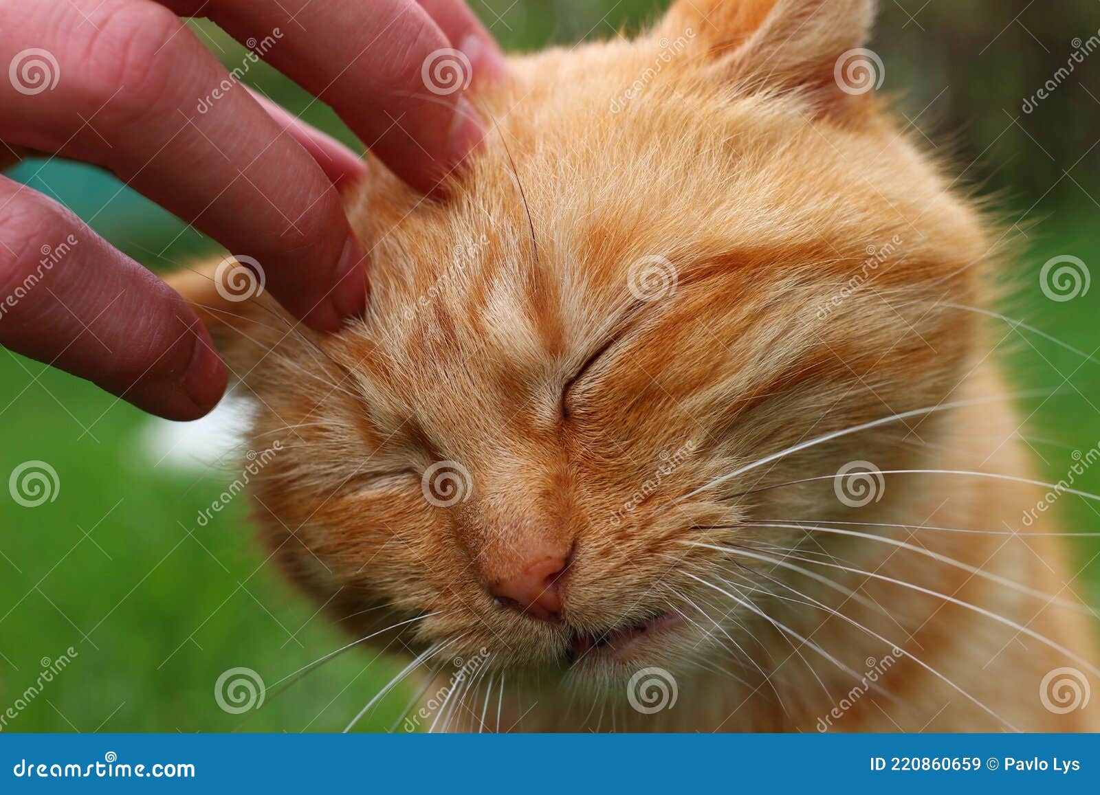Hand Scratches and Strokes a Red Cat Stock Image - Image of kitty, care ...