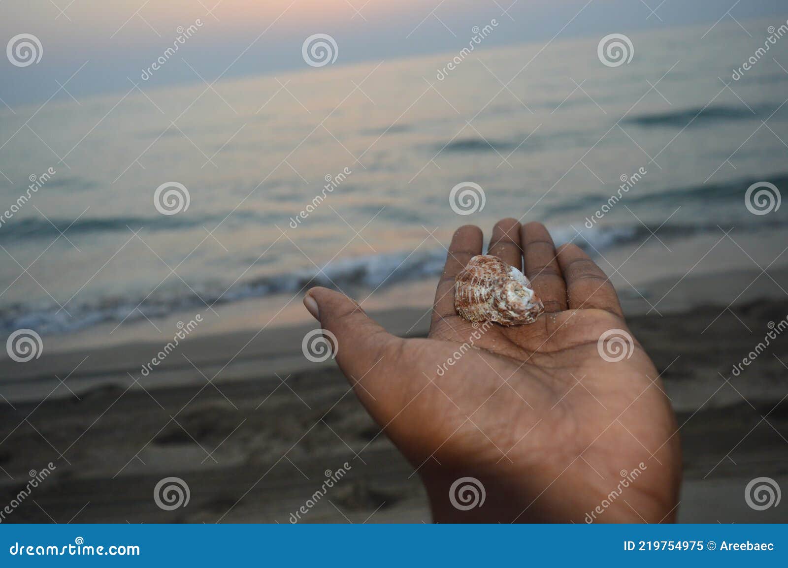 Hand with a sea shell stock image. Image of shell, finger - 219754975