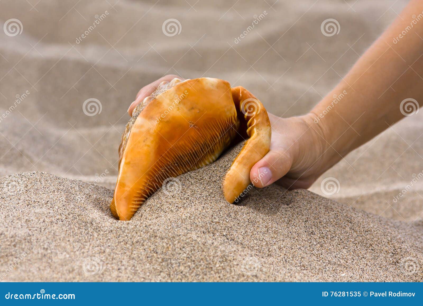 Hand with Sea Shell in the Beach Stock Image - Image of hand, hold ...