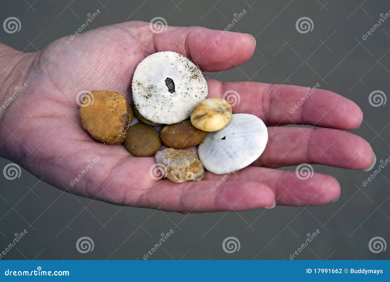 Hand with sea shells stock photo. Image of pretty, manzanita - 17991662