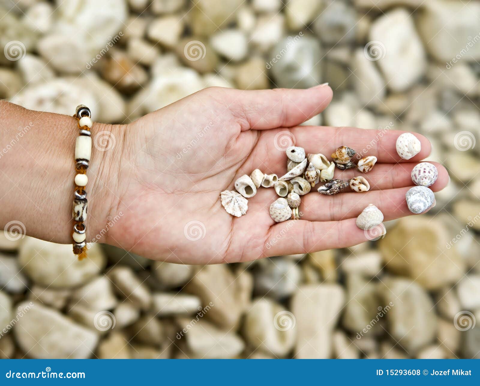Hand with seashells stock photo. Image of travel, close - 15293608