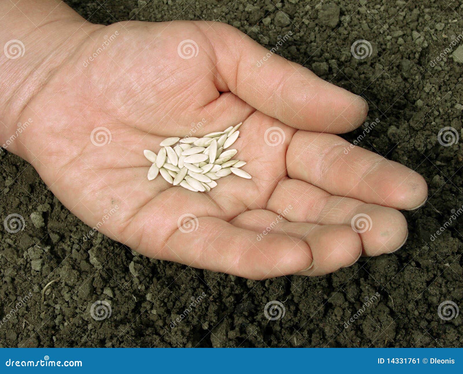 Hand with seeds stock image. Image of activity, garden - 14331761