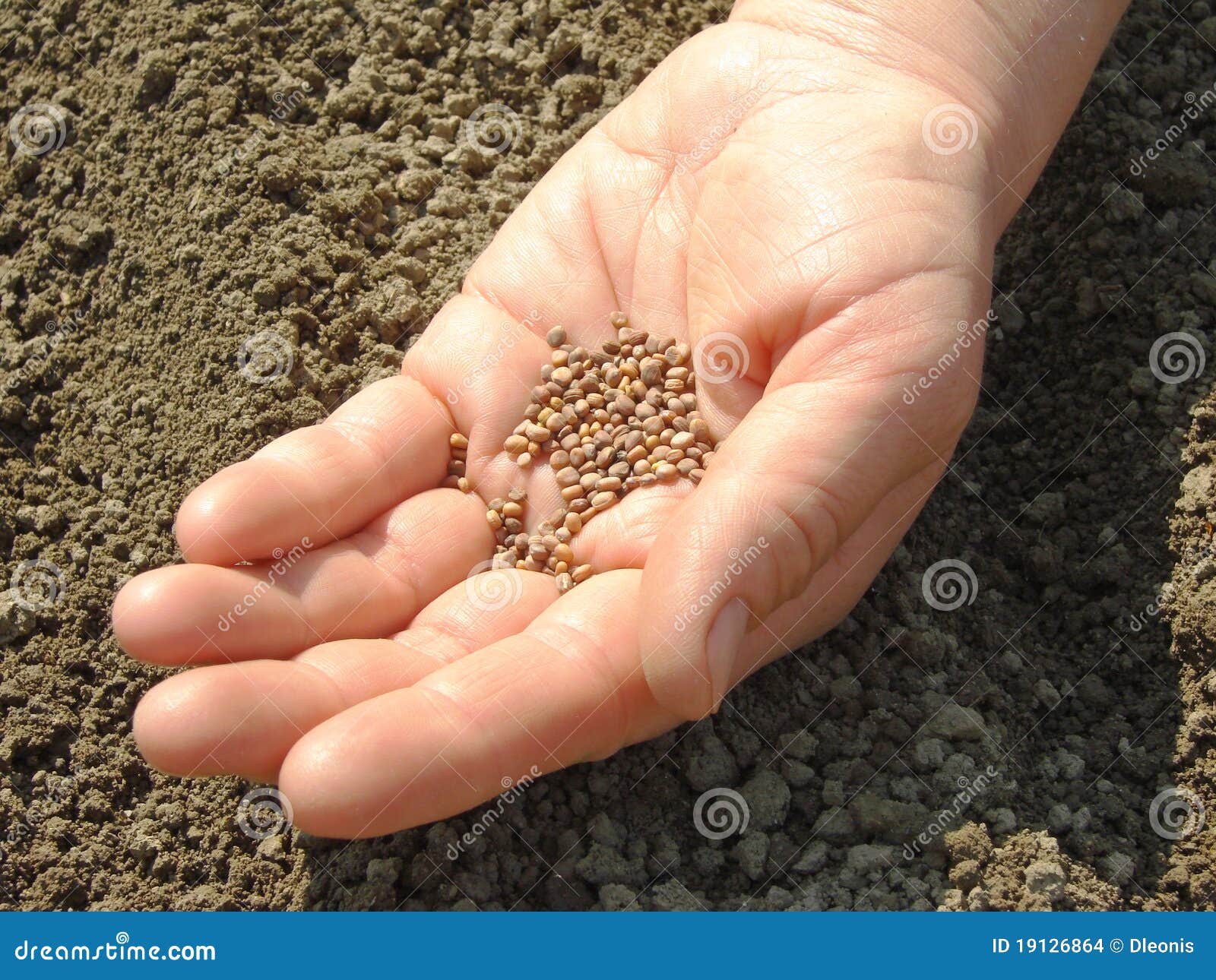 Hand with seeds stock photo. Image of earth, gardening - 19126864