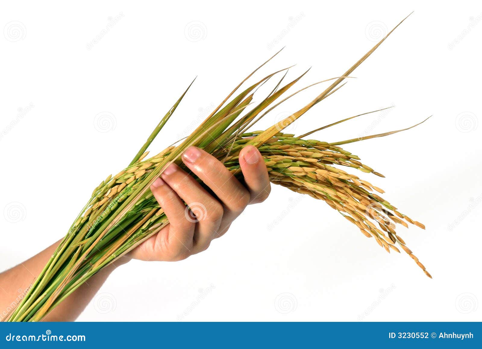 Hand and a sheaf of rice stock photo. Image of food, branch - 3230552